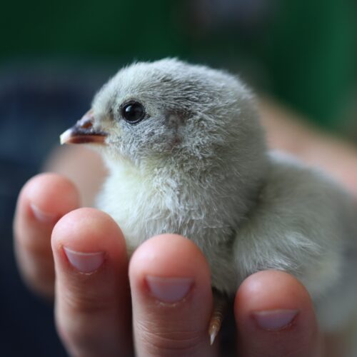 Printable Egg Incubation Chart For Hatching With Kids - Salt in my Coffee