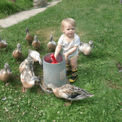 How to Raise Friendly Ducks - Salt in my Coffee