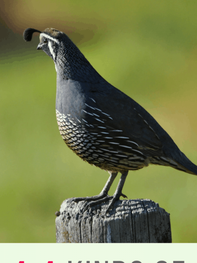 Poultry Types of Poultry for Homesteads and Farms - Salt in my Coffee