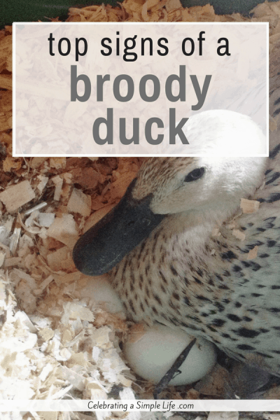 Top Signs of a Broody Duck - Salt in my Coffee