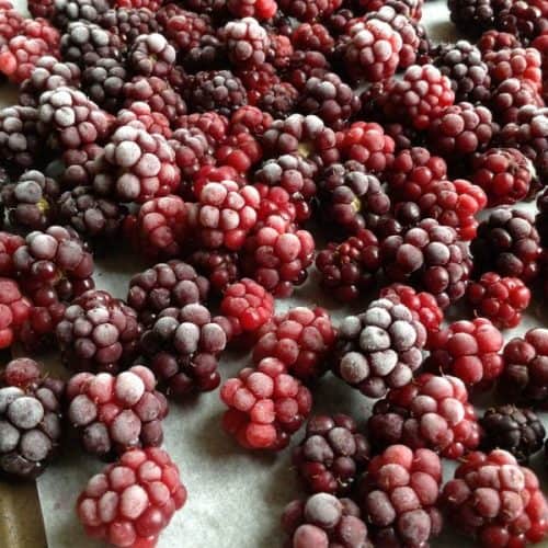 How to Freeze Blackberries - Salt in my Coffee