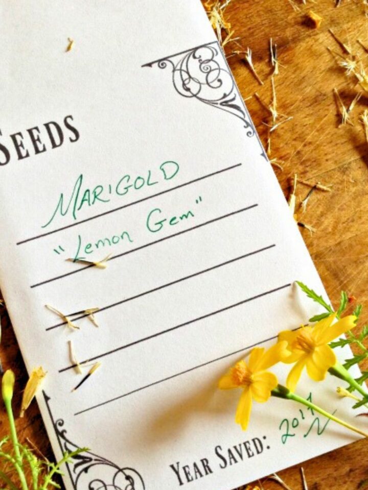 Printable Mini Seed Packets for Seed Sharing - Salt in my Coffee