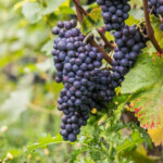 Cold Hardy Wine Grapes for Zone 4 - Salt in my Coffee