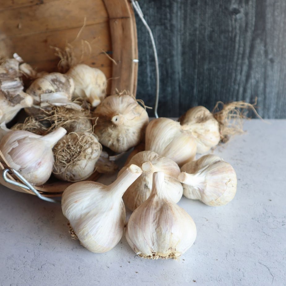 How to Successfully Plant Garlic In Spring - Salt in my Coffee