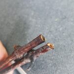 How to Root Grapevines - Salt in my Coffee