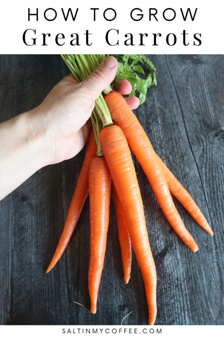 How to grow great carrots - Salt in my Coffee