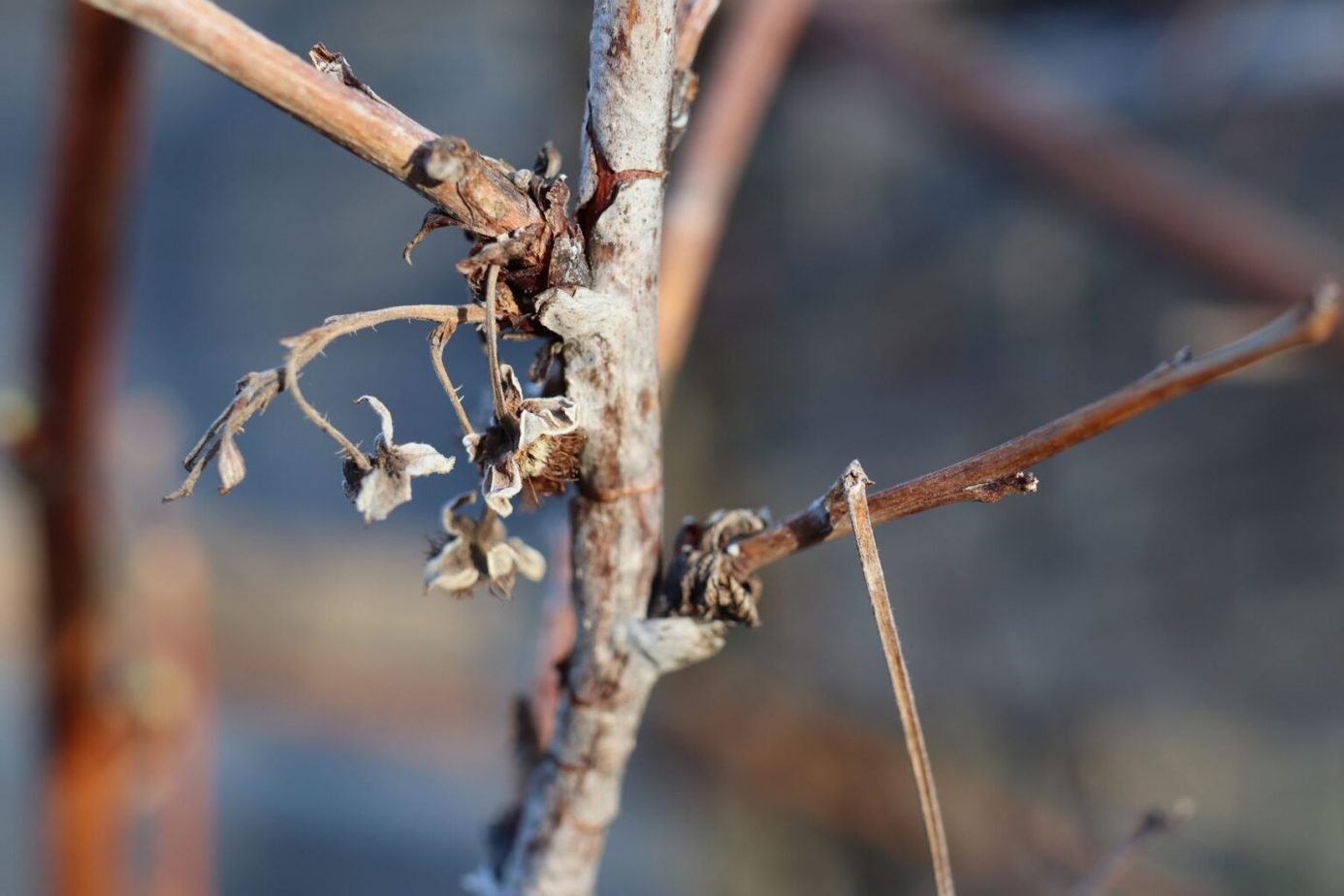 How to Identify Summer vs. Everbearing Raspberries - Salt in my Coffee
