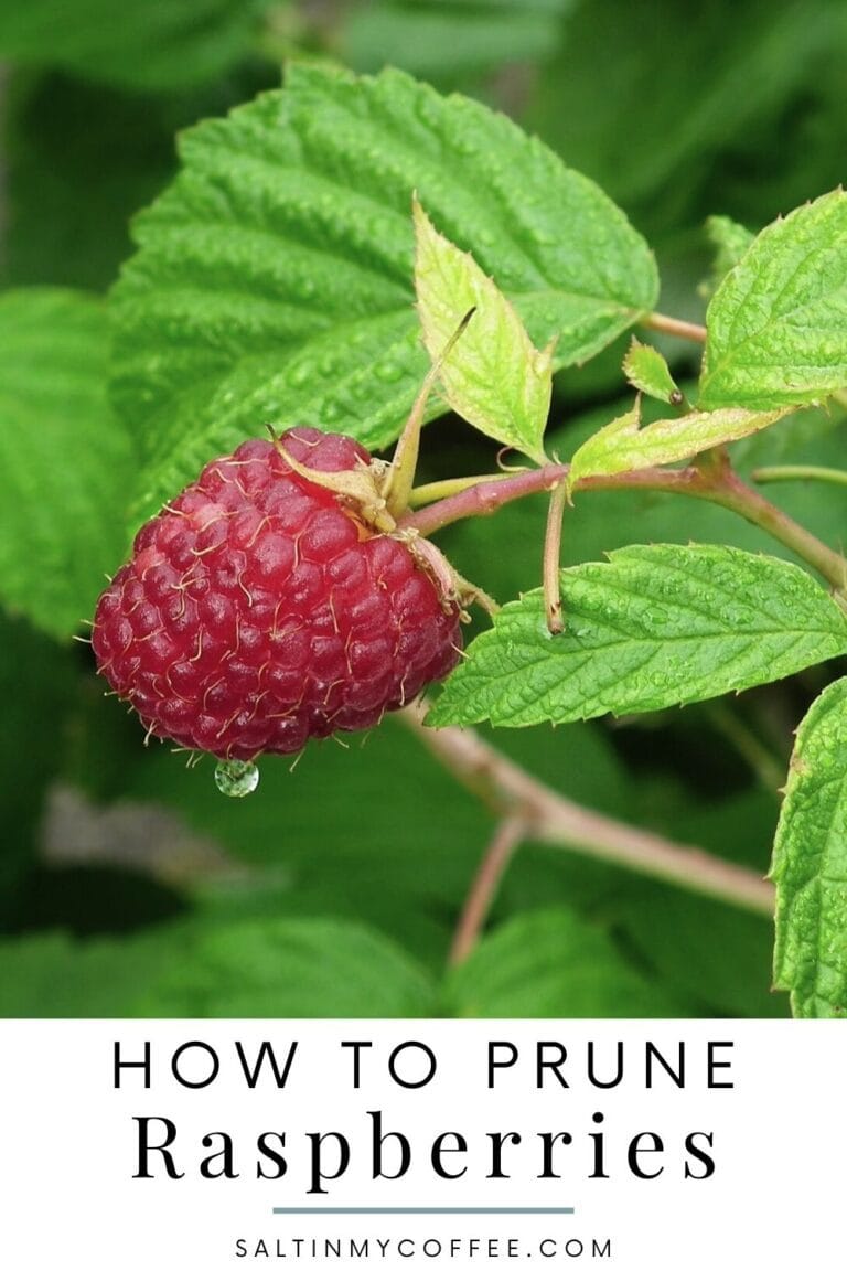 How to Prune Raspberries - Salt in my Coffee