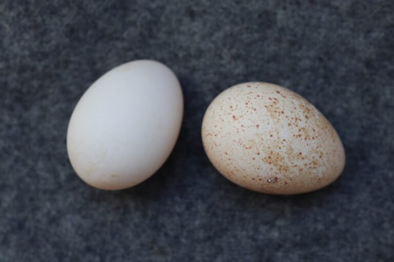 Hatching Turkey Eggs - Salt in my Coffee