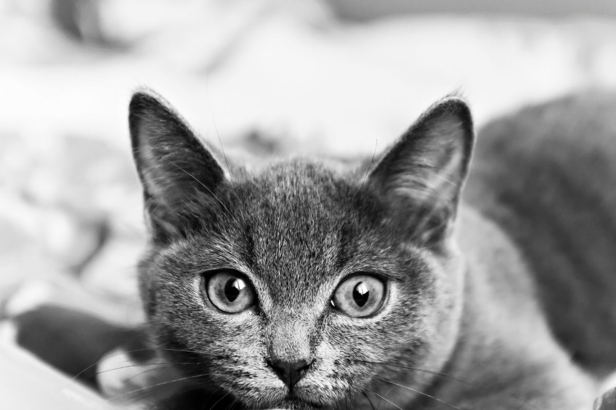 How to Tell If Your Cat is Secretly Plotting Your Demise - Salt in my ...