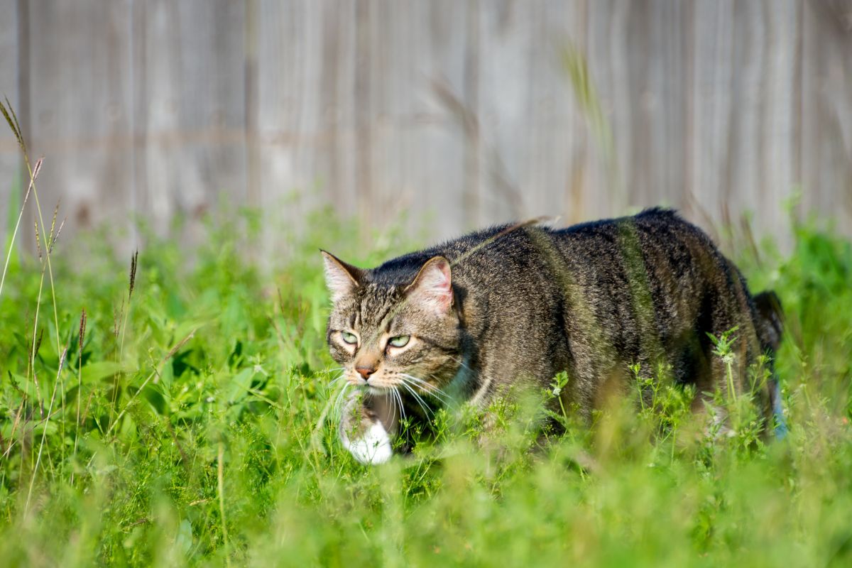 How to Tell If Your Cat is Secretly Plotting Your Demise - Salt in my ...