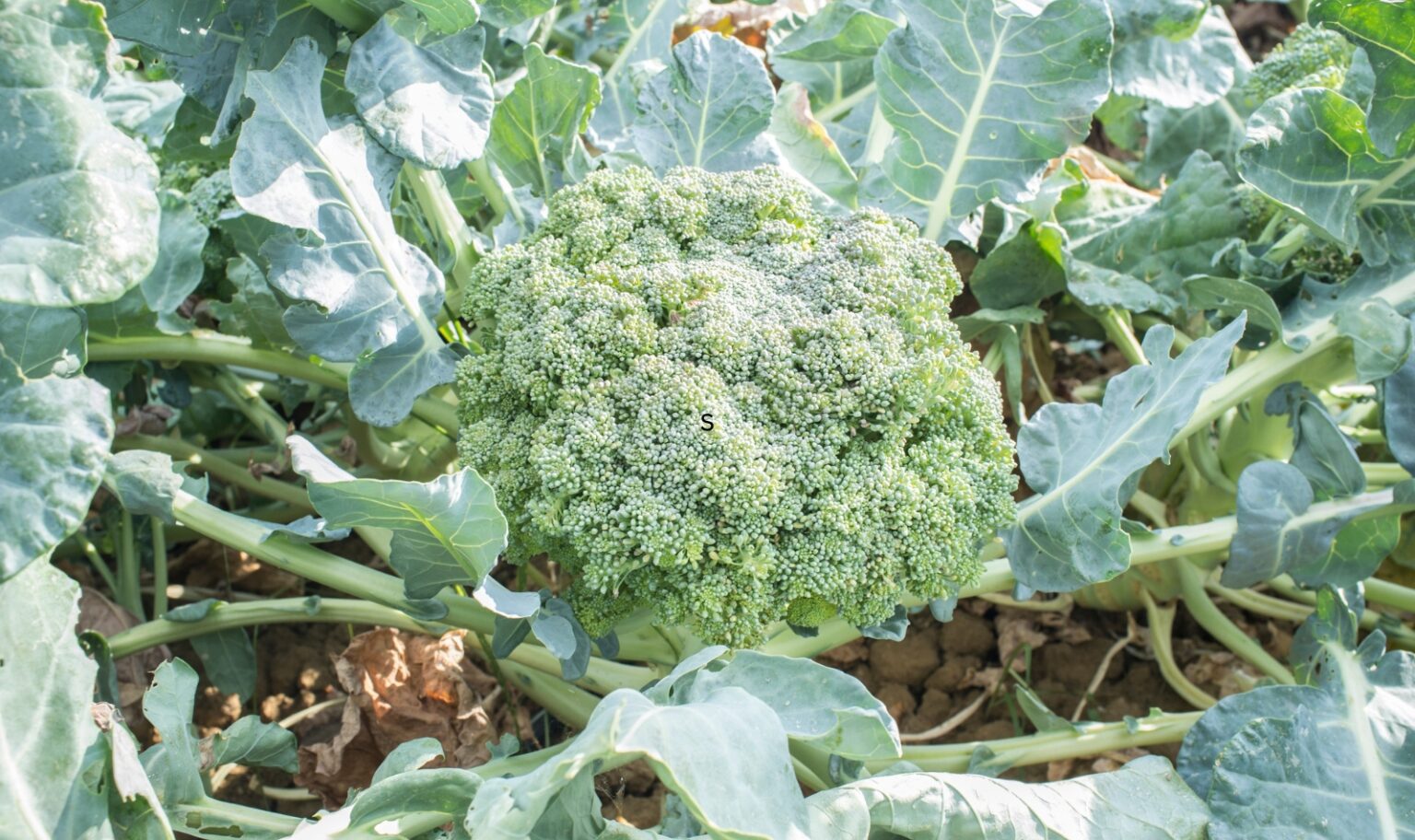 21 Garden Crops that Love Being Planted Before the Last Frost - Salt in ...