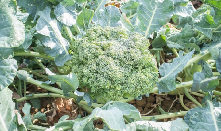 21 Garden Crops that Love Being Planted Before the Last Frost - Salt in ...