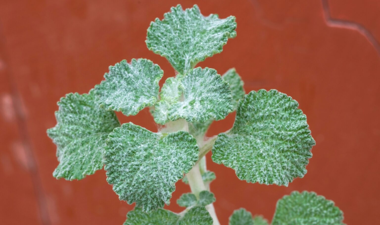 21 Traditional Must-Grow Plants for Home Medicinal Gardens - Salt in my ...