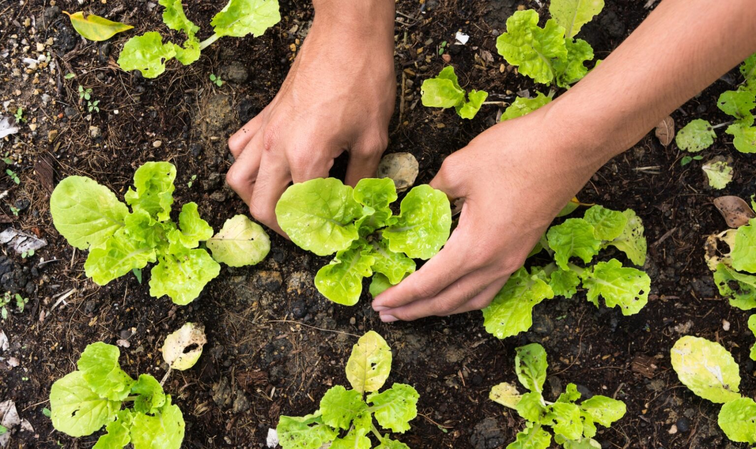 21 Garden Crops that Love Being Planted Before the Last Frost - Salt in ...