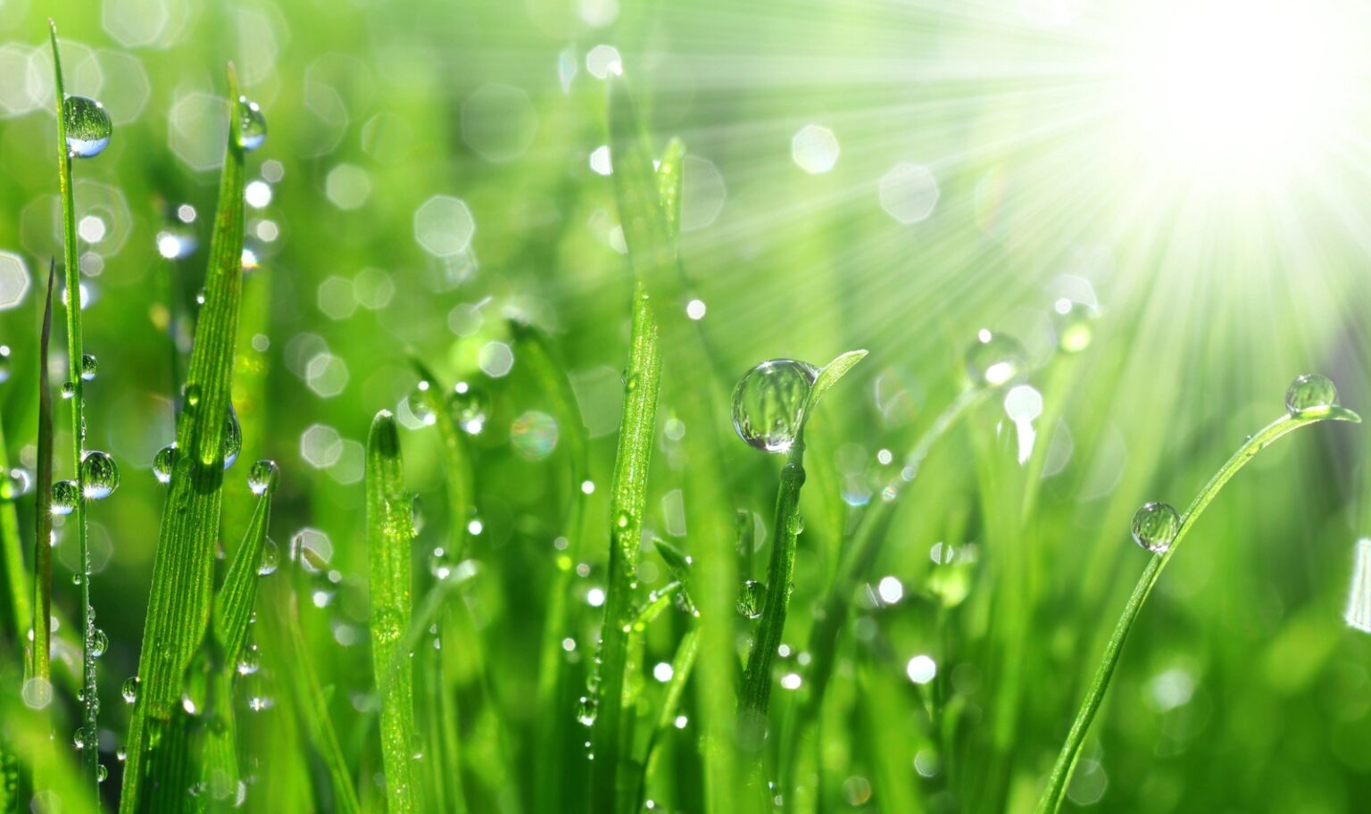 13 Gardening Tips Old Timers Swear By - Salt in my Coffee