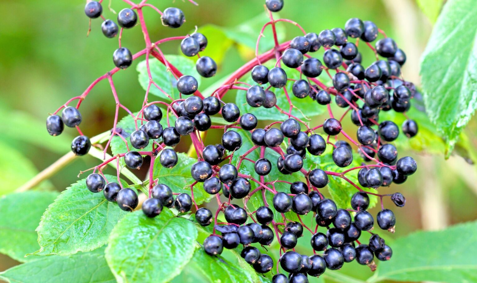 19 Surprising Plants That Make Fun Natural Dyes - Salt in my Coffee
