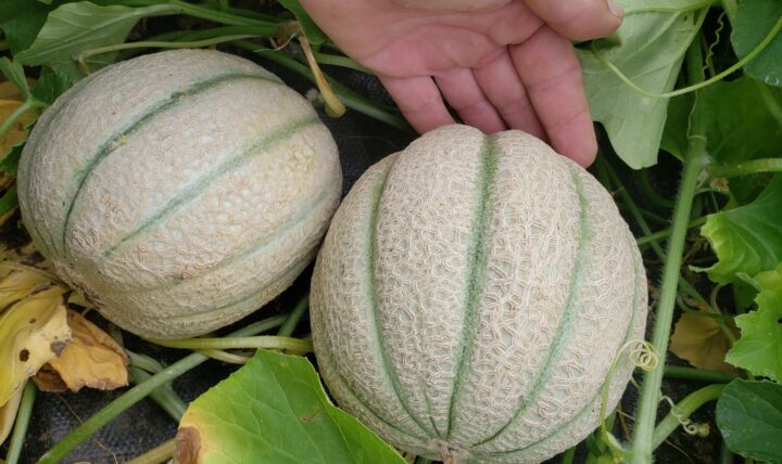 15 Tried and True Companion Plantings that Work Like Magic - Salt in my ...