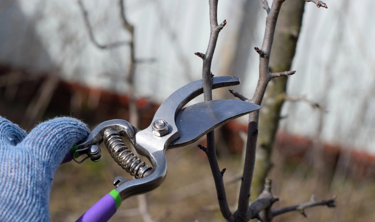 13 Gardening Tips Old Timers Swear By - Salt in my Coffee