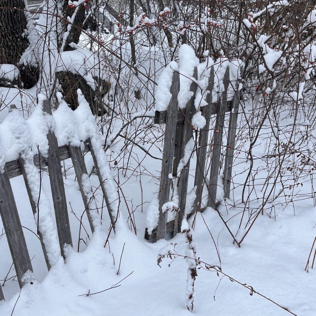 Homestead Tasks I'm Doing in January - Salt in my Coffee