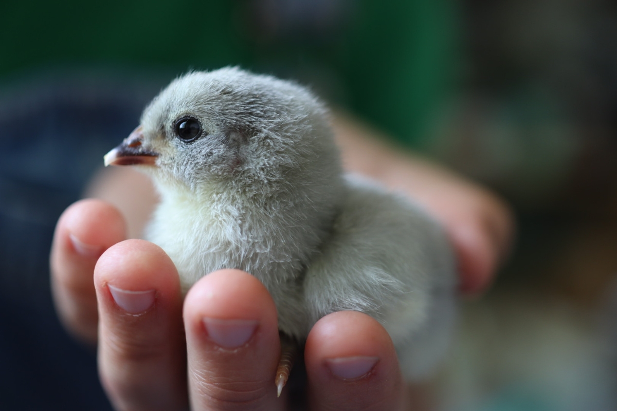 What does Straight Run mean? - Salt in my Coffee